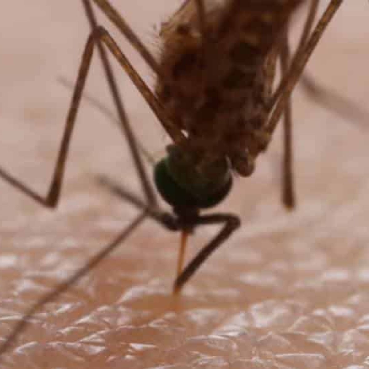 Vídeo em 4K revela como 'funciona' uma picada de mosquito - Olhar Digital