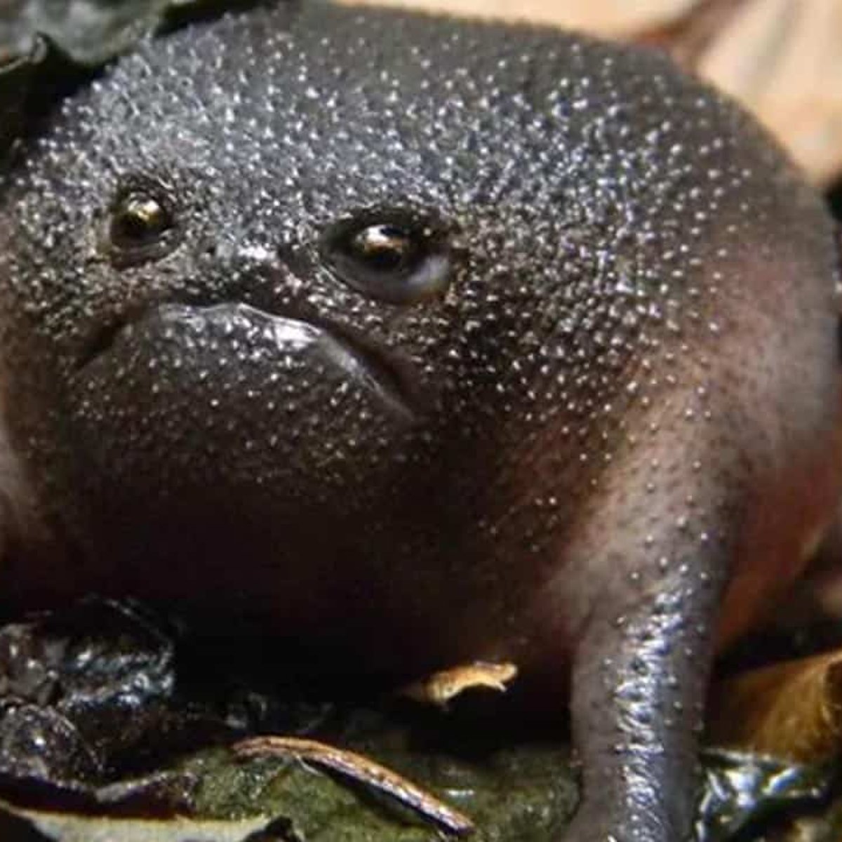 Sapo Mais Feio Do Mundo O Animal Mais Feio Do Mundo, O Aí Aí