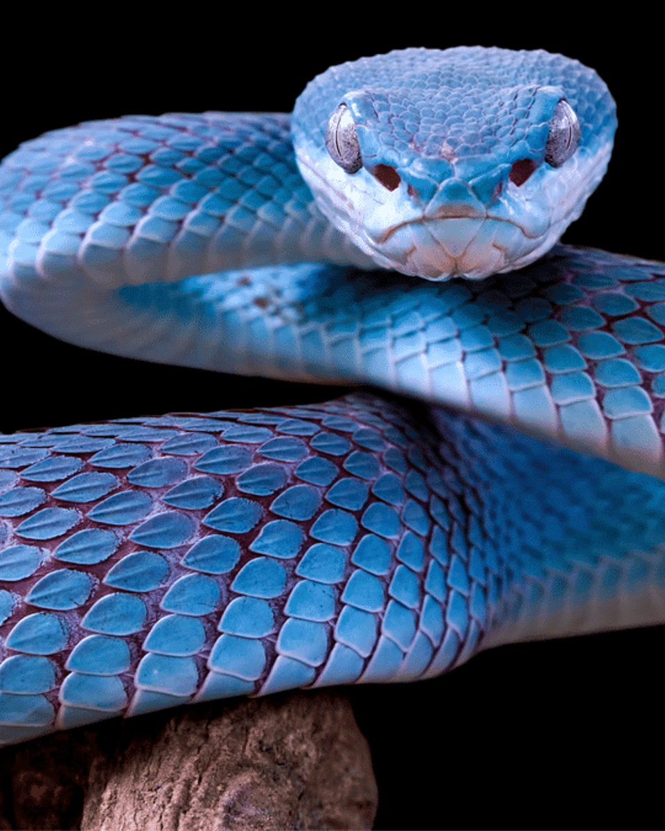 Cobra De Quatro Patas Cobra Liga | Espécies De Répteis | Zooplus