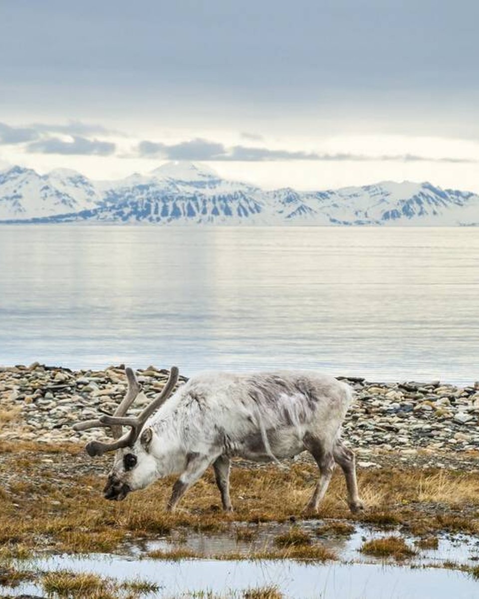 Clima De Tundra Biome Features: Tundra Geography: KS3