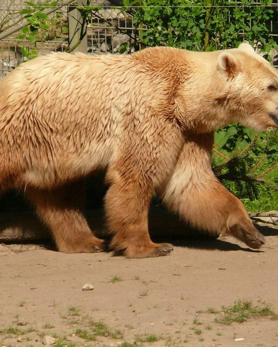 Urso Polar E Urso Pardo Ursidae – Wikipédia, A Enciclopédia Livre