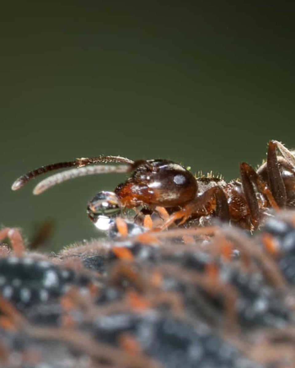 Formigas Zumbis Zumbis Reais Na Natureça | Biohistórias