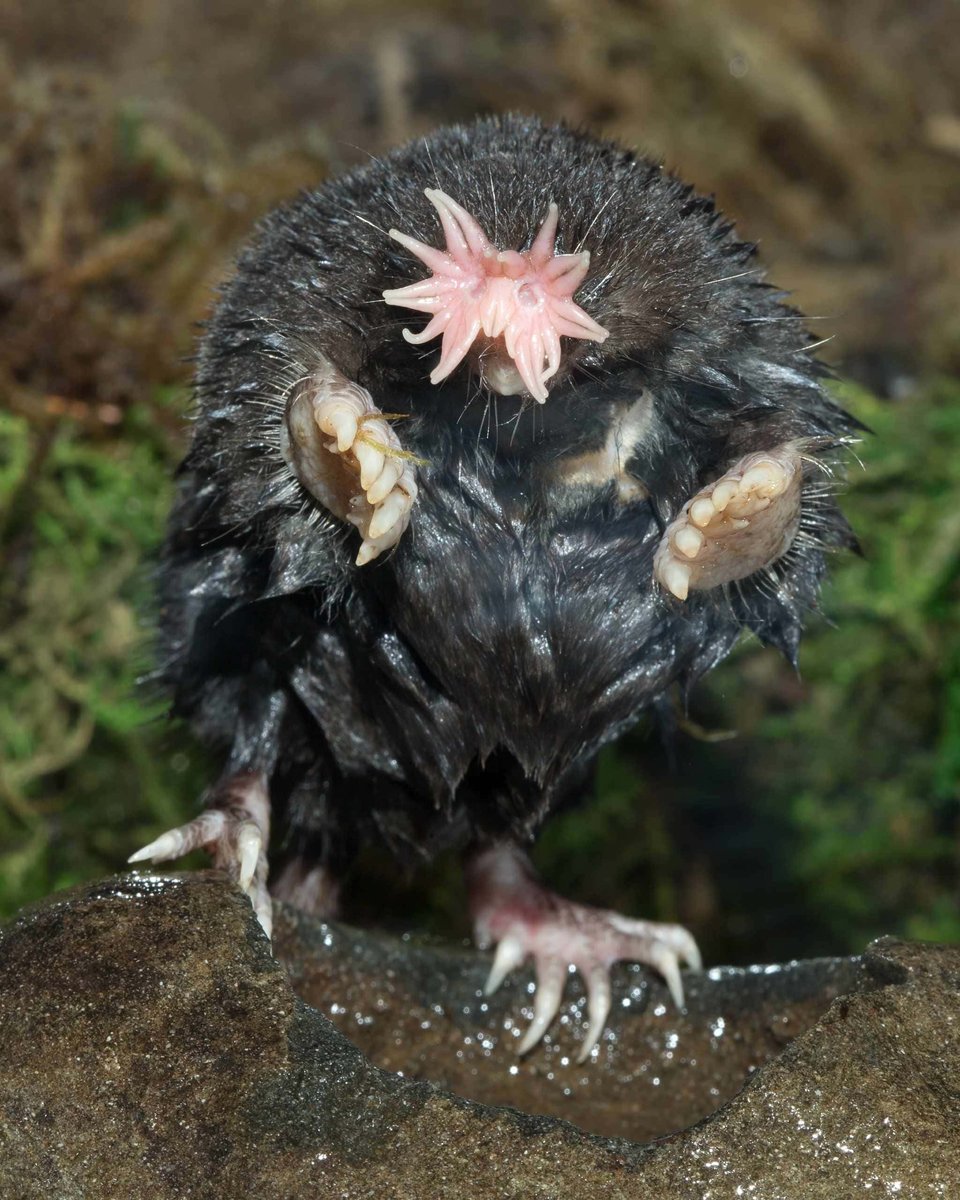 Animais Feios 3 Pássaros Mais Feios Do Mundo🐦 #aves #animais