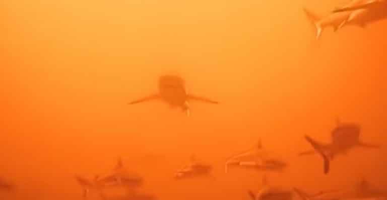 Kavachi: conheça o vulcão que abriga tubarões no seu interior