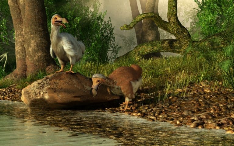 O que são dodôs? Conheça espécie extinta e como ciência quer revivê-la