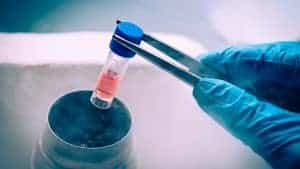 Células-tronco: o que são, tipos e para que servem?