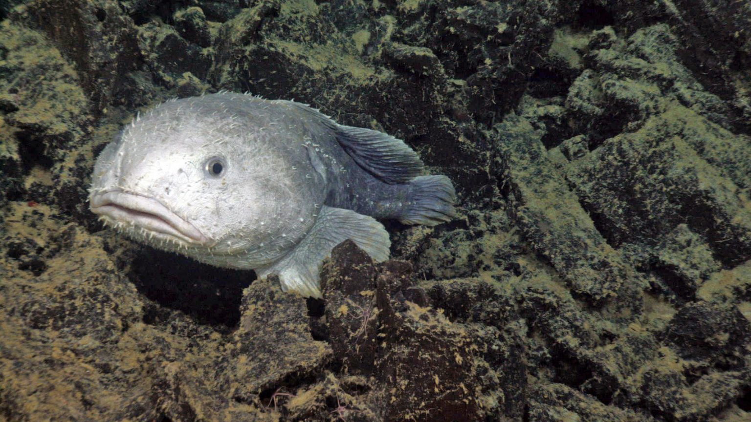 Peixe mais feio do mundo ganha prêmio na Oceania - Olhar Digital