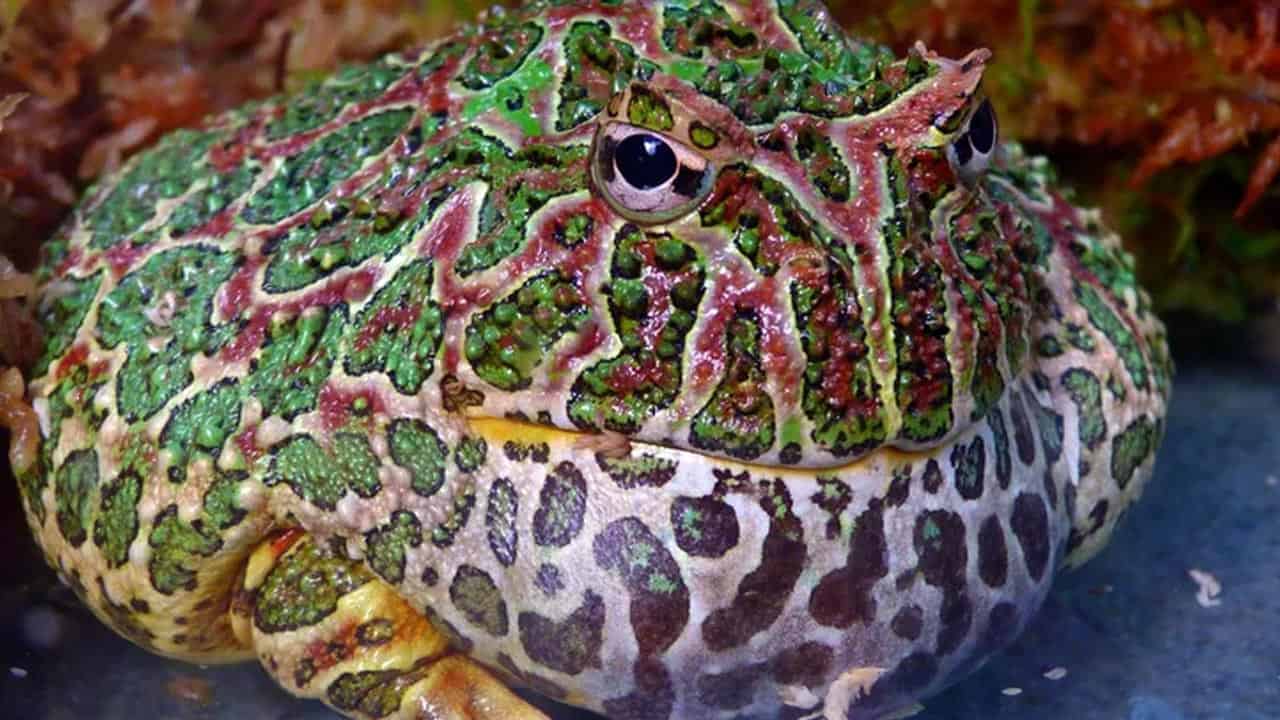 Quais são os sapos mais feios do mundo? - Olhar Digital
