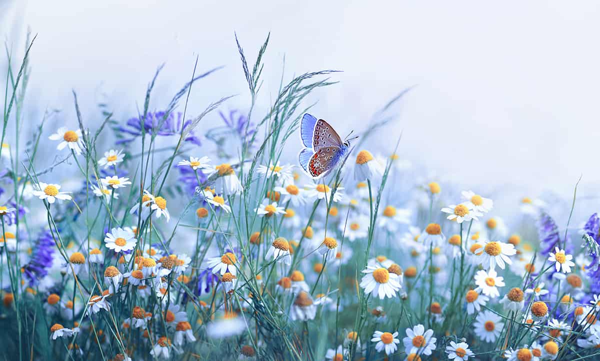 Equinócio de primavera: quando dia e noite têm a mesma duração?