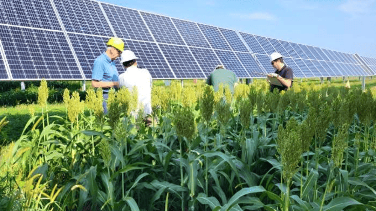 Agrovoltaico: conheça o sistema que gera energia e produz alimentos