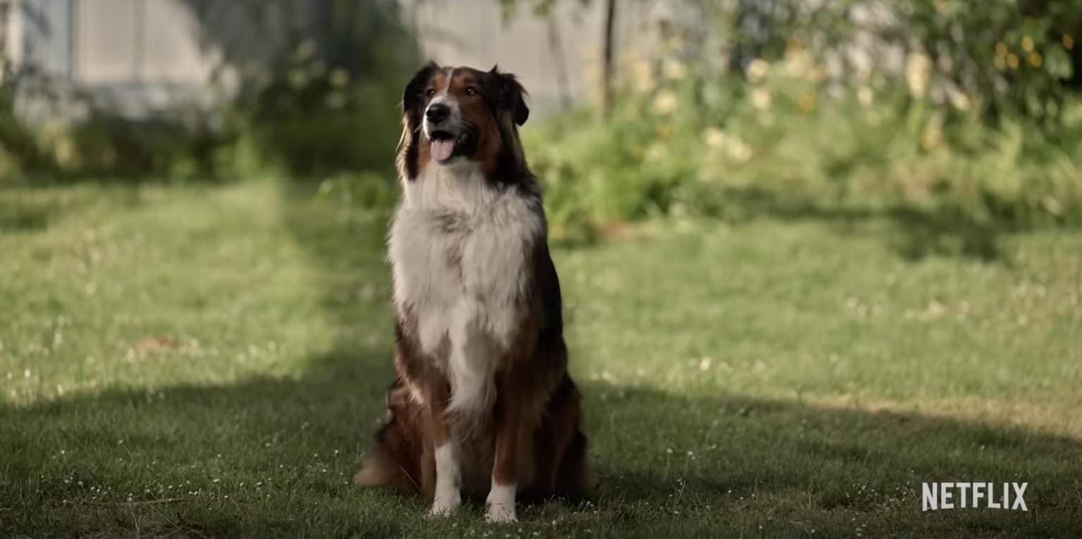 10 melhores filmes de cachorro para assistir na Netflix