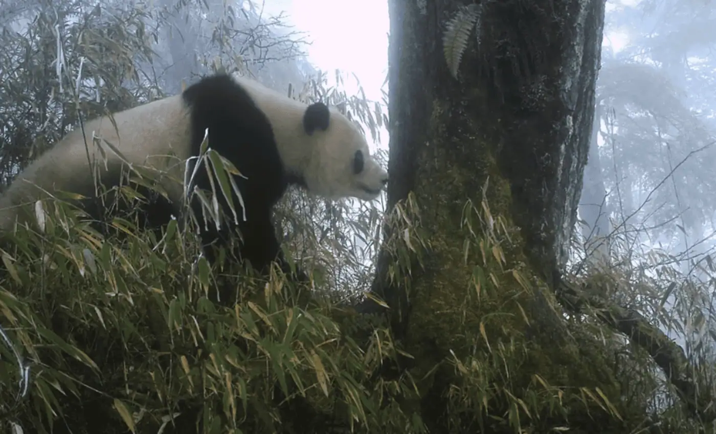 Pandas têm sua própria "rede social", aponta estudo