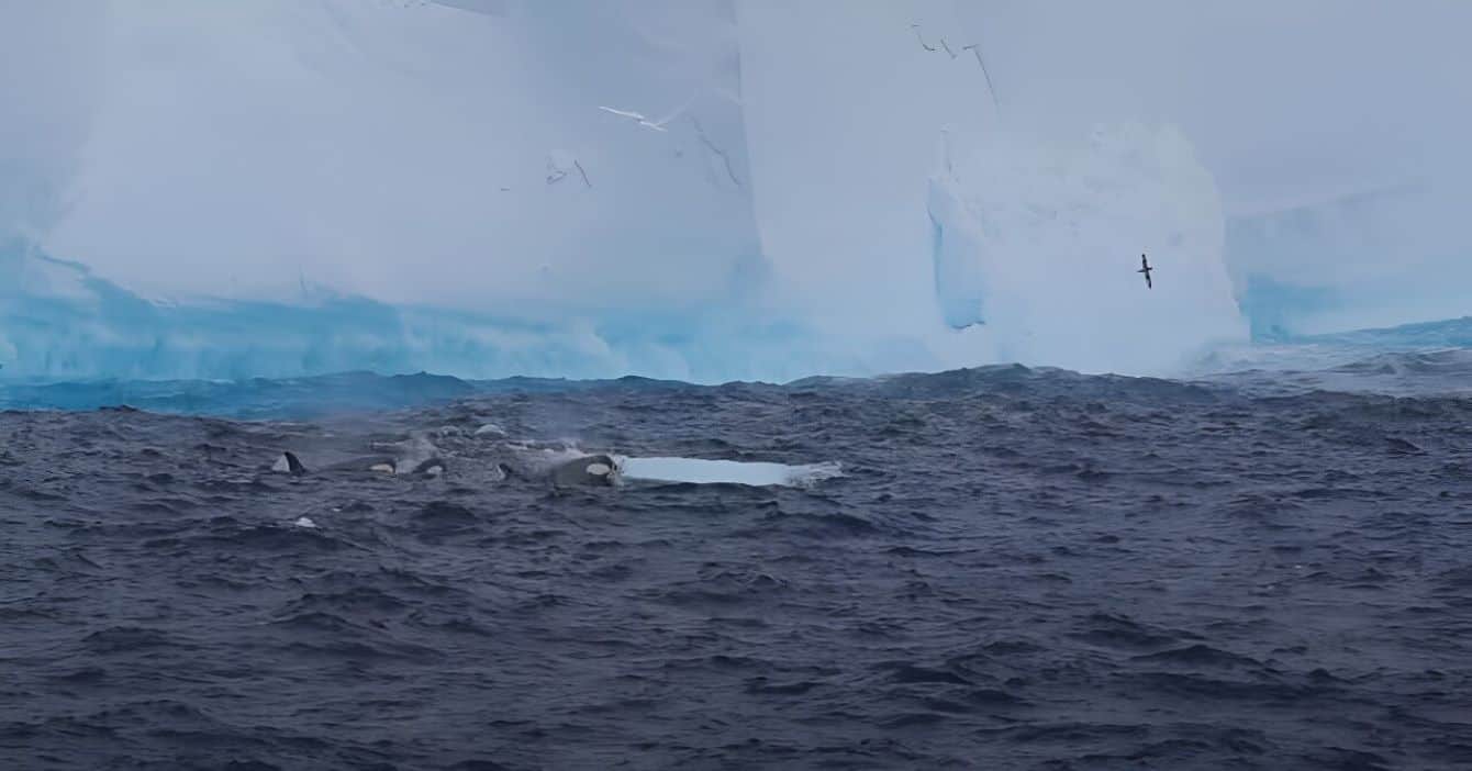 A23a: maior iceberg do mundo é um perigo para a humanidade?