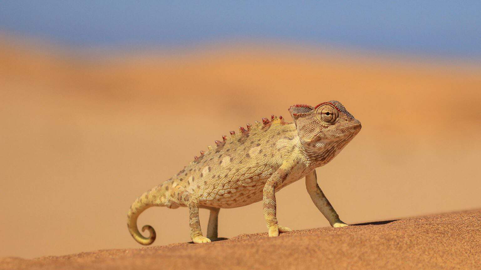 Como os camaleões mudam de cor? Entenda a fisiologia desse animal ...