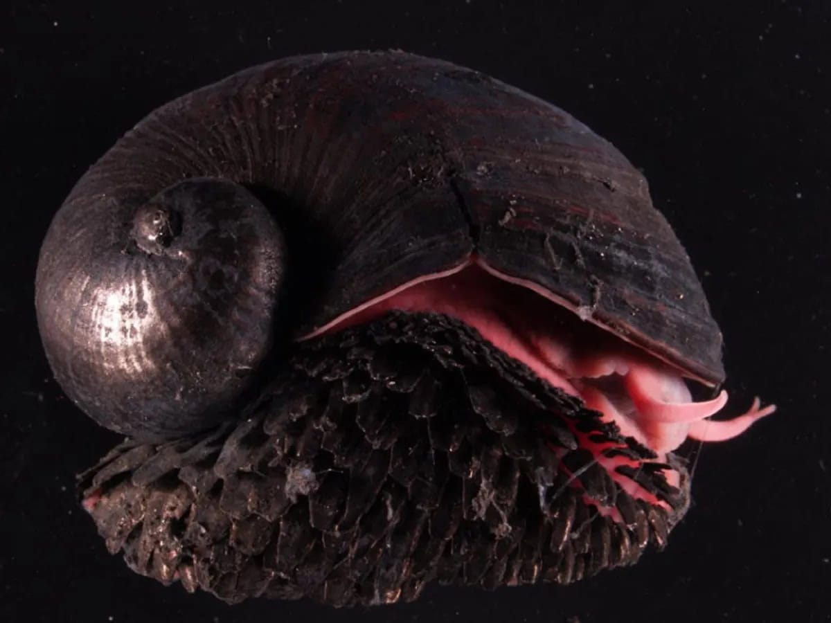 Caracol “blindado” evoluiu para sobreviver nas profundezas do oceano