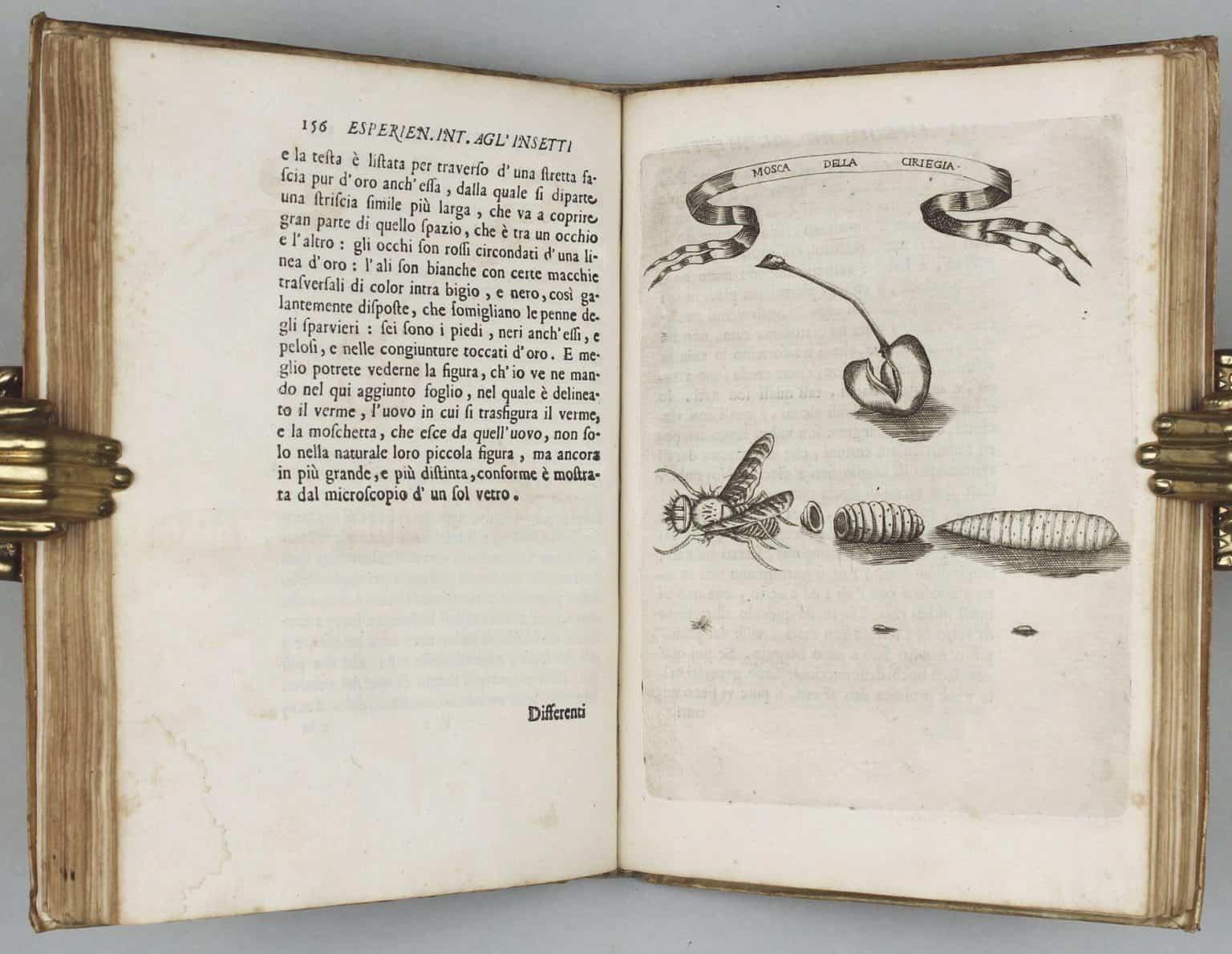 Experimento de Redi: o que foi e qual sua importância?