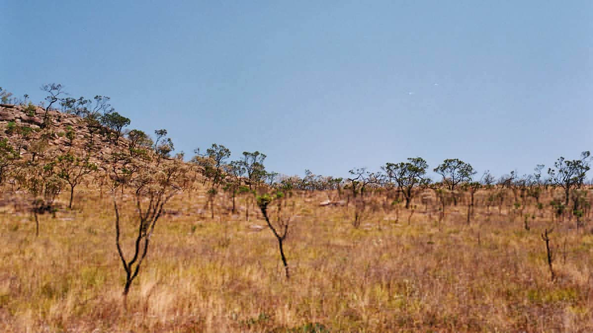 Cerrado é o bioma mais devastado do Brasil, diz relatório - Olhar Digital