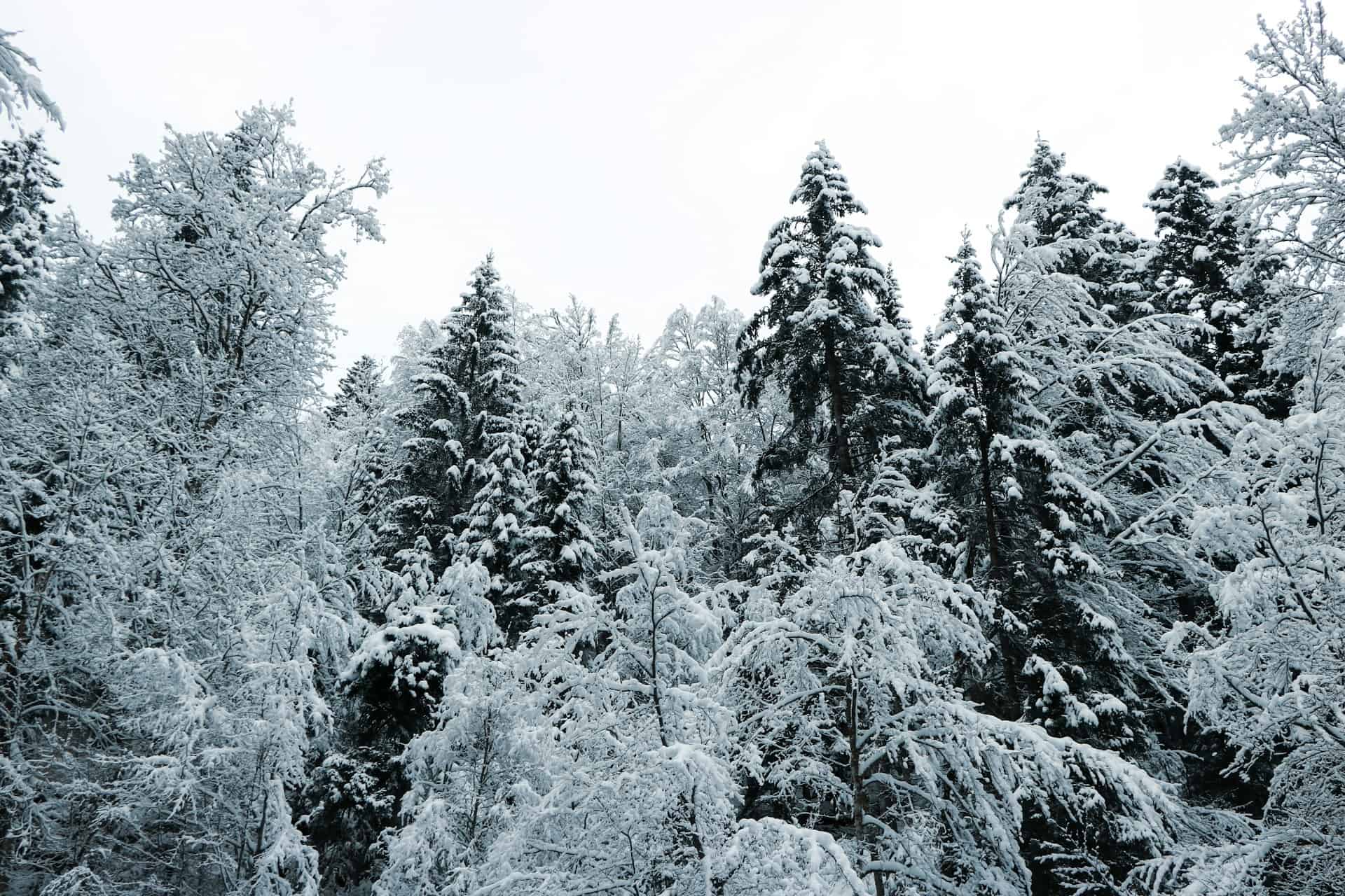 O que flocos de neve revelam sobre o Universo?
