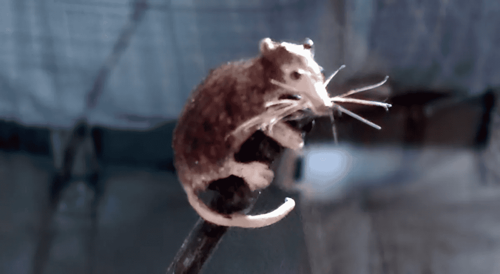 Menor mamífero do mundo viveu há 53 milhões de anos - Olhar Digital