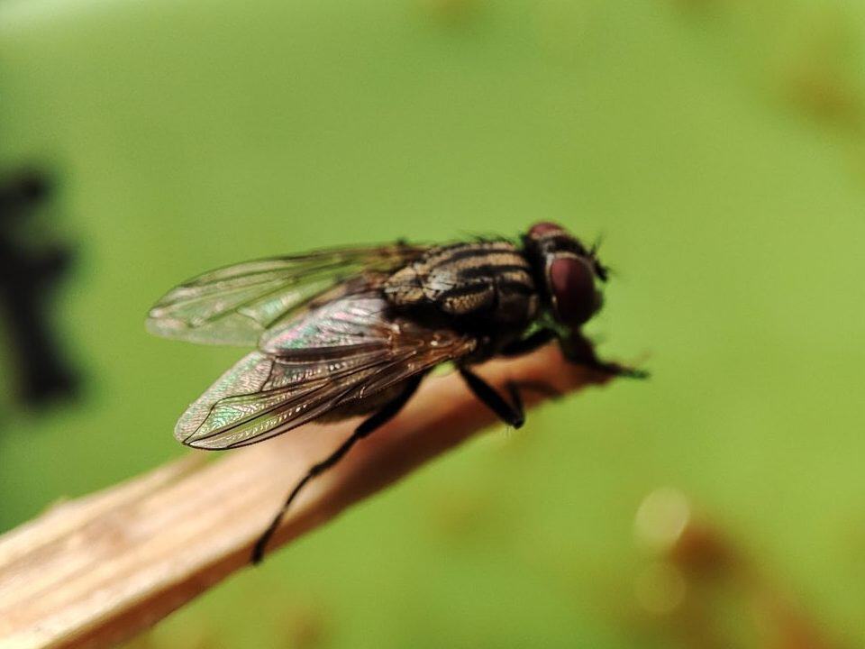 Qual o papel das moscas na natureza? Descubra!