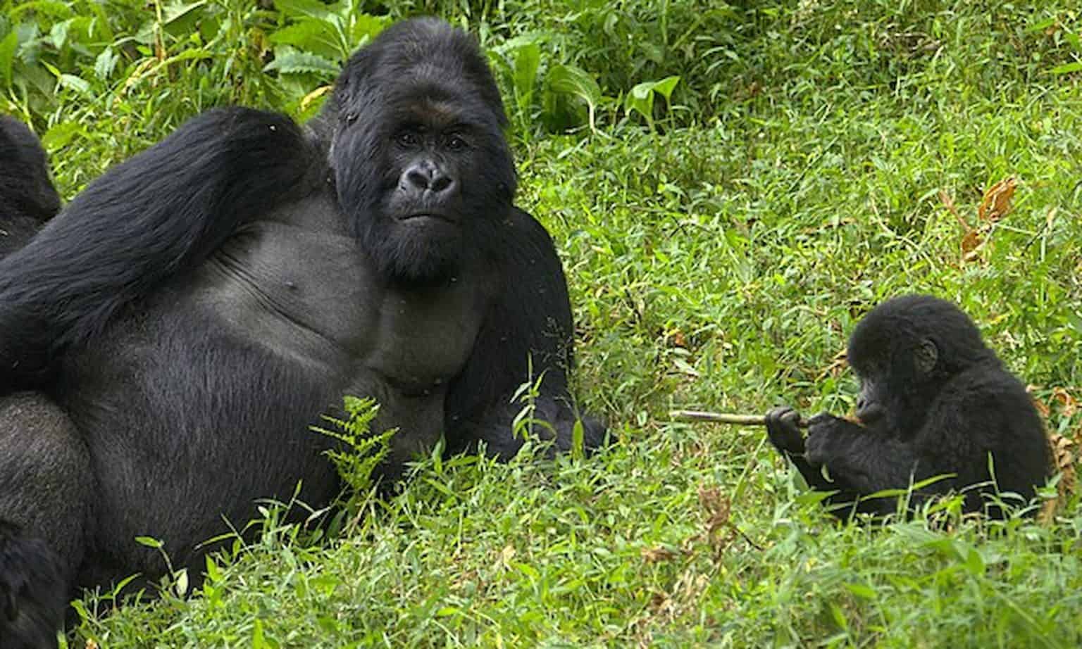 Quais são os 5 maiores primatas do mundo?