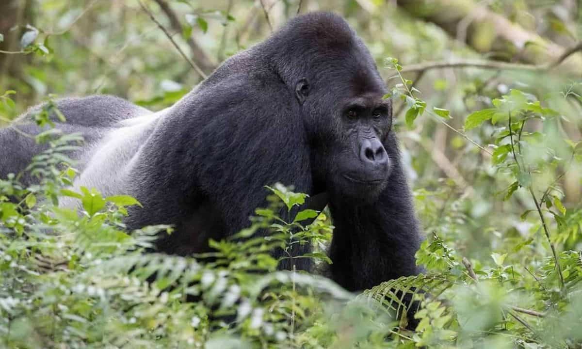 Quais são os 5 maiores primatas do mundo?