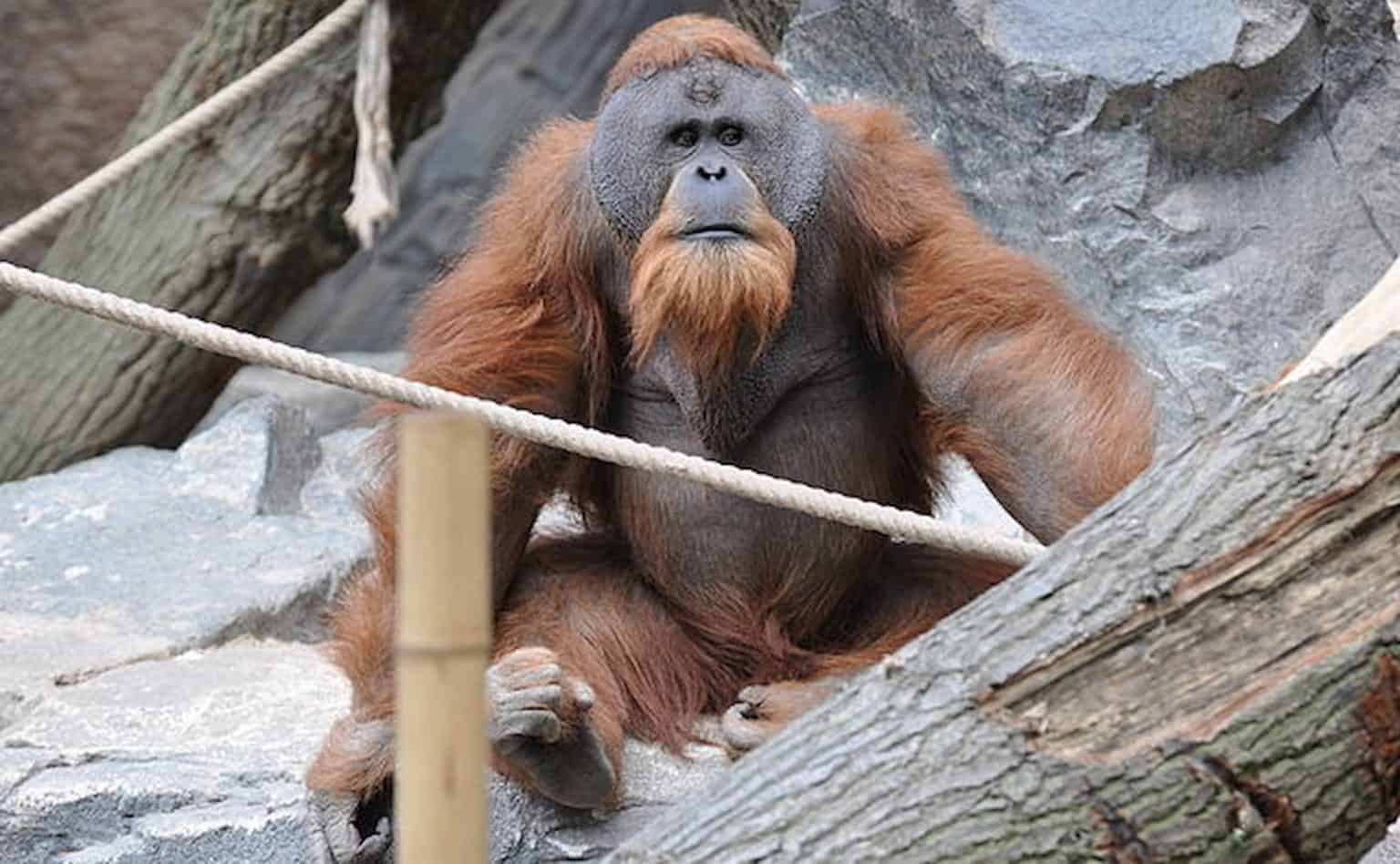 Quais são os 5 maiores primatas do mundo?