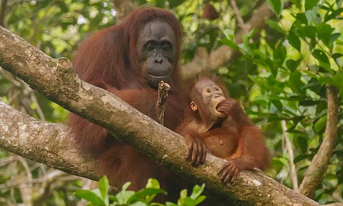 Quais são os 5 maiores primatas do mundo?