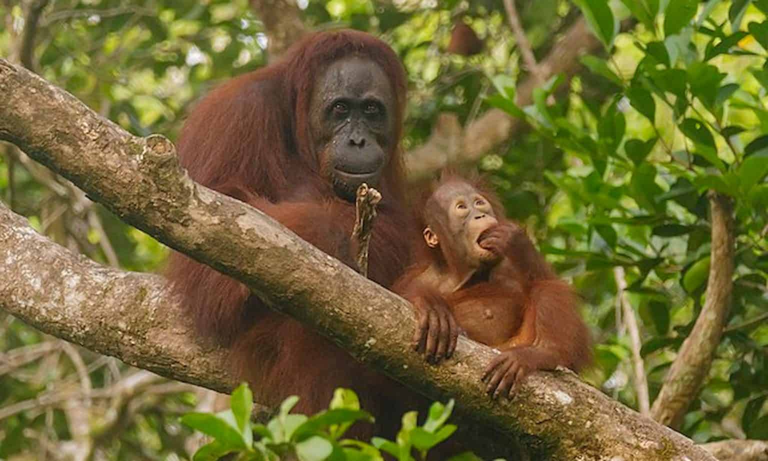 Quais são os 5 maiores primatas do mundo?