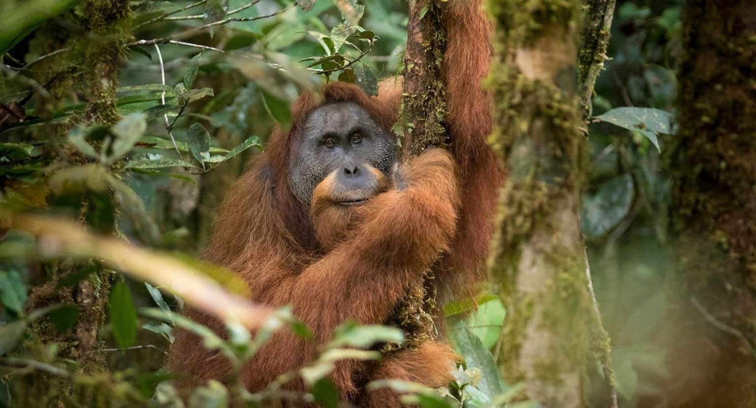 Quais são os 5 maiores primatas do mundo?