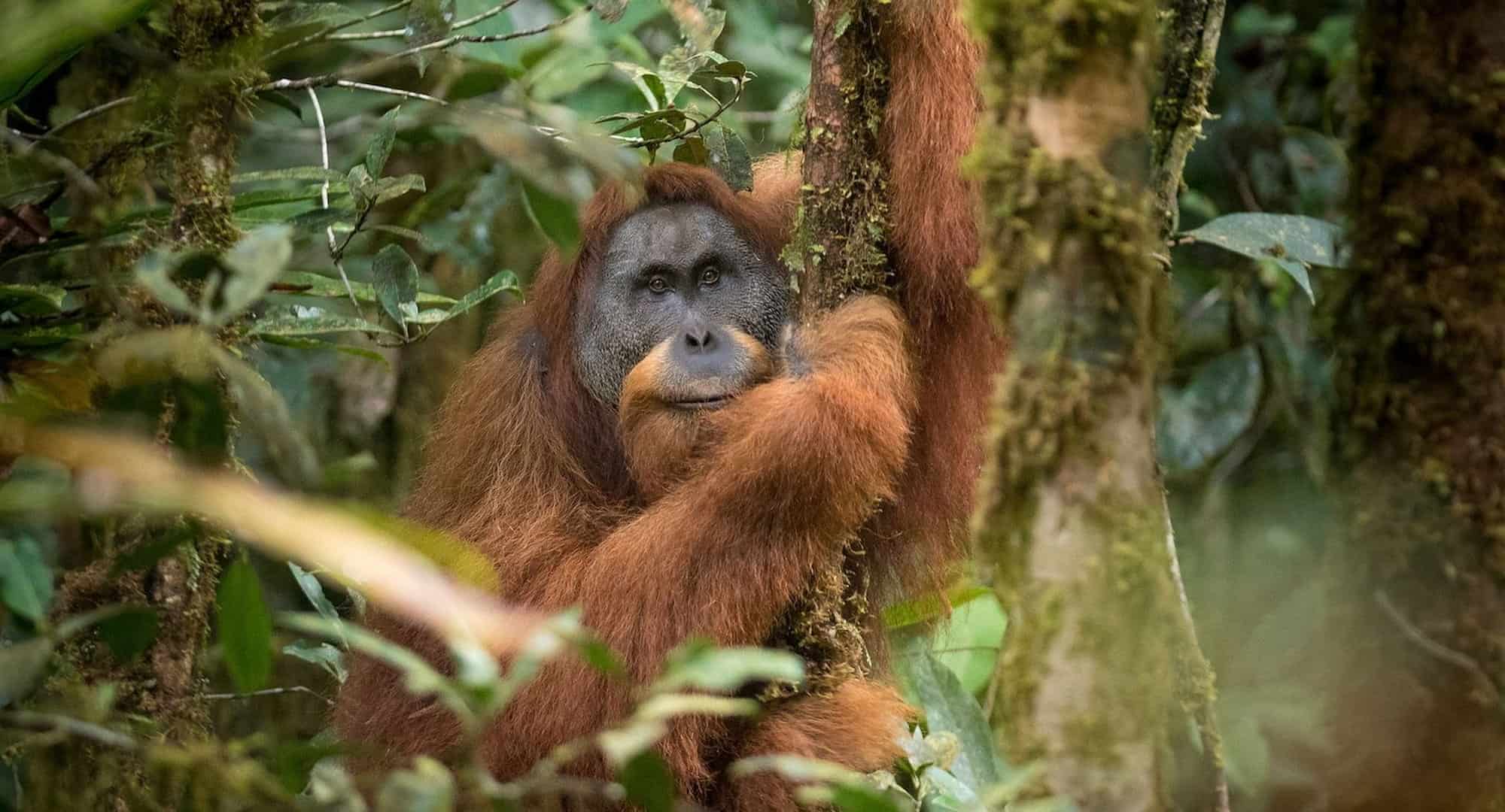 Quais são os 5 maiores primatas do mundo?