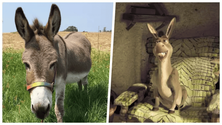 Burro que inspirou personagem do filme "Shrek" precisa de ajuda