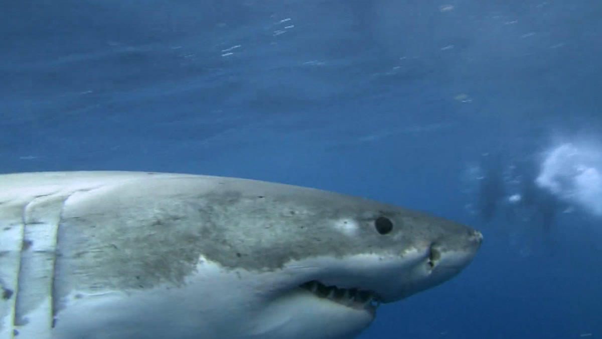 Os 10 melhores filmes de tubarão