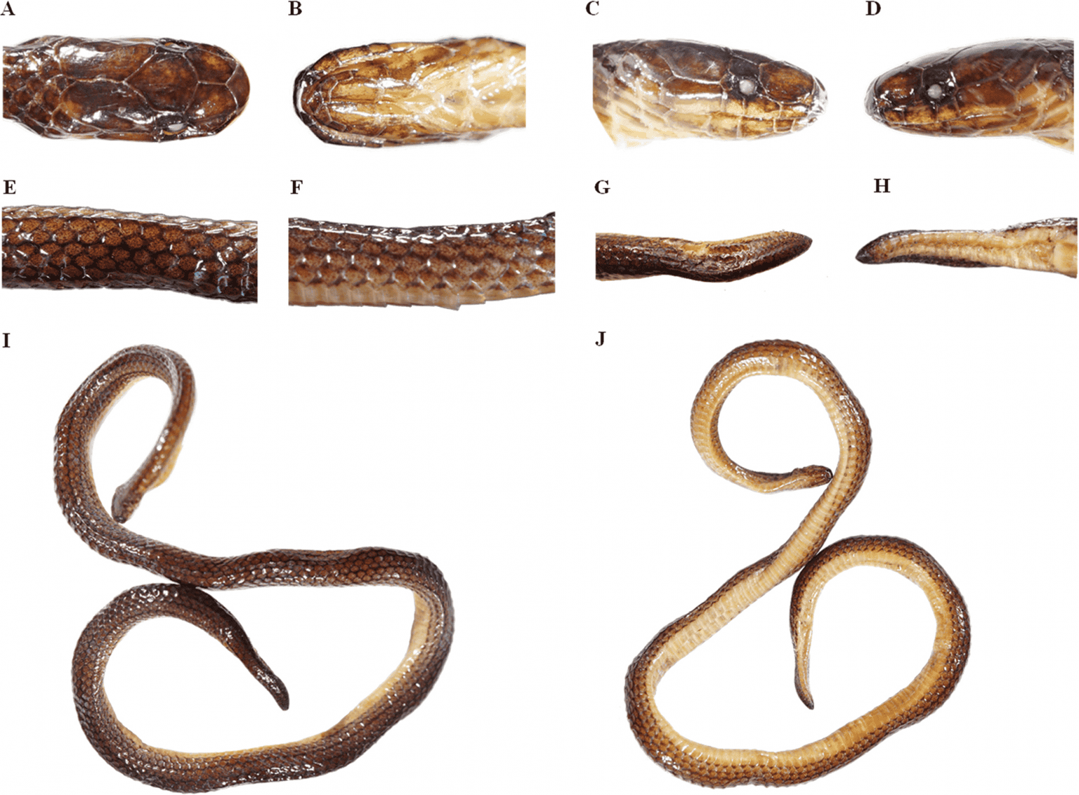 Cientistas encontram animal misterioso não visto há décadas