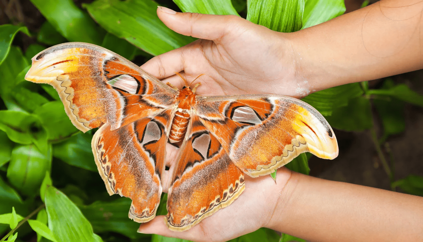 Quais são os maiores insetos do mundo?