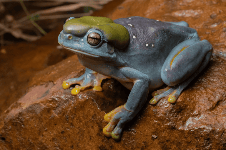 Sapo azul raro é encontrado na Austrália
