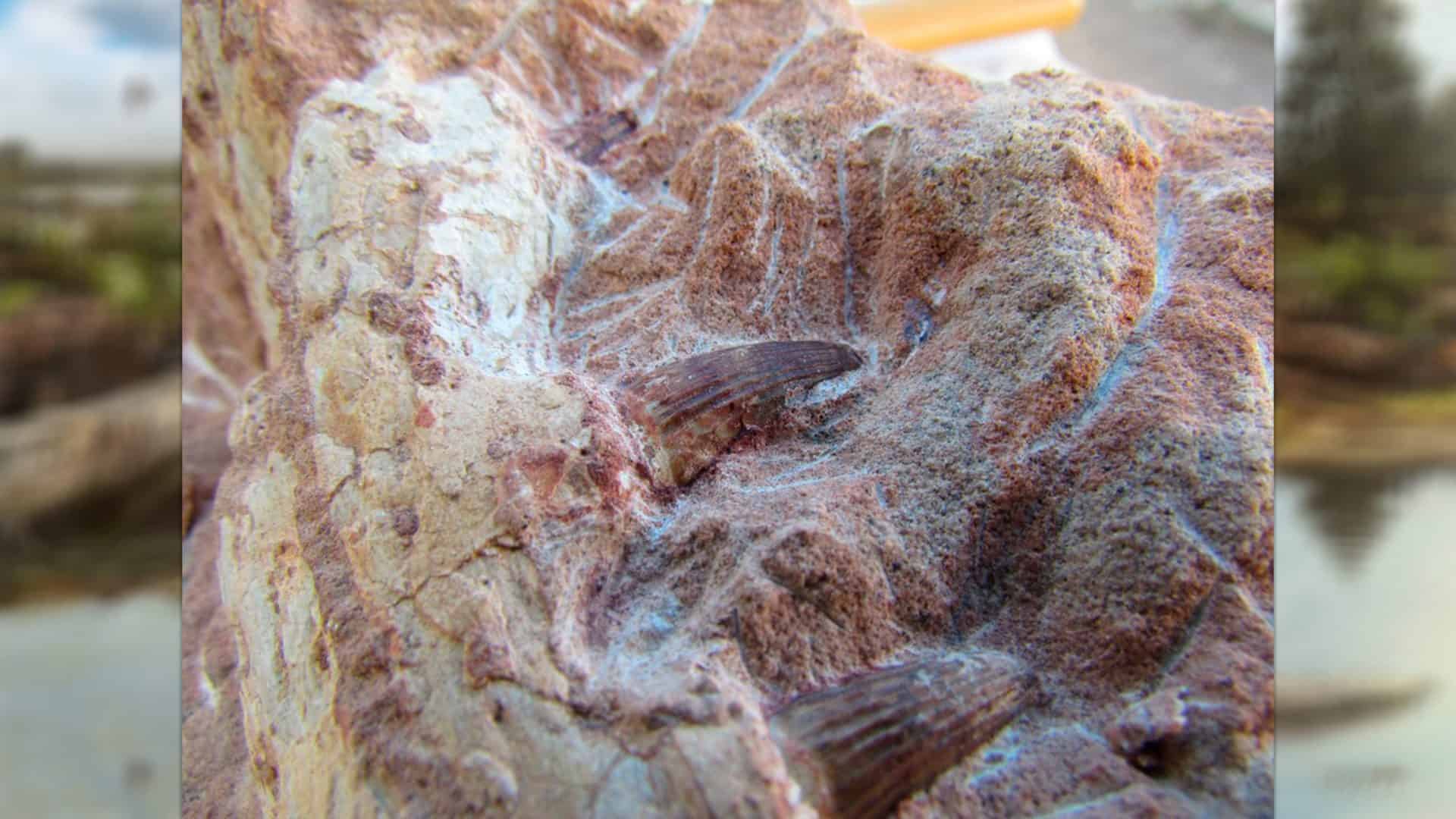 Crocodilo pré-histórico de quatro metros é descoberto no interior de SP