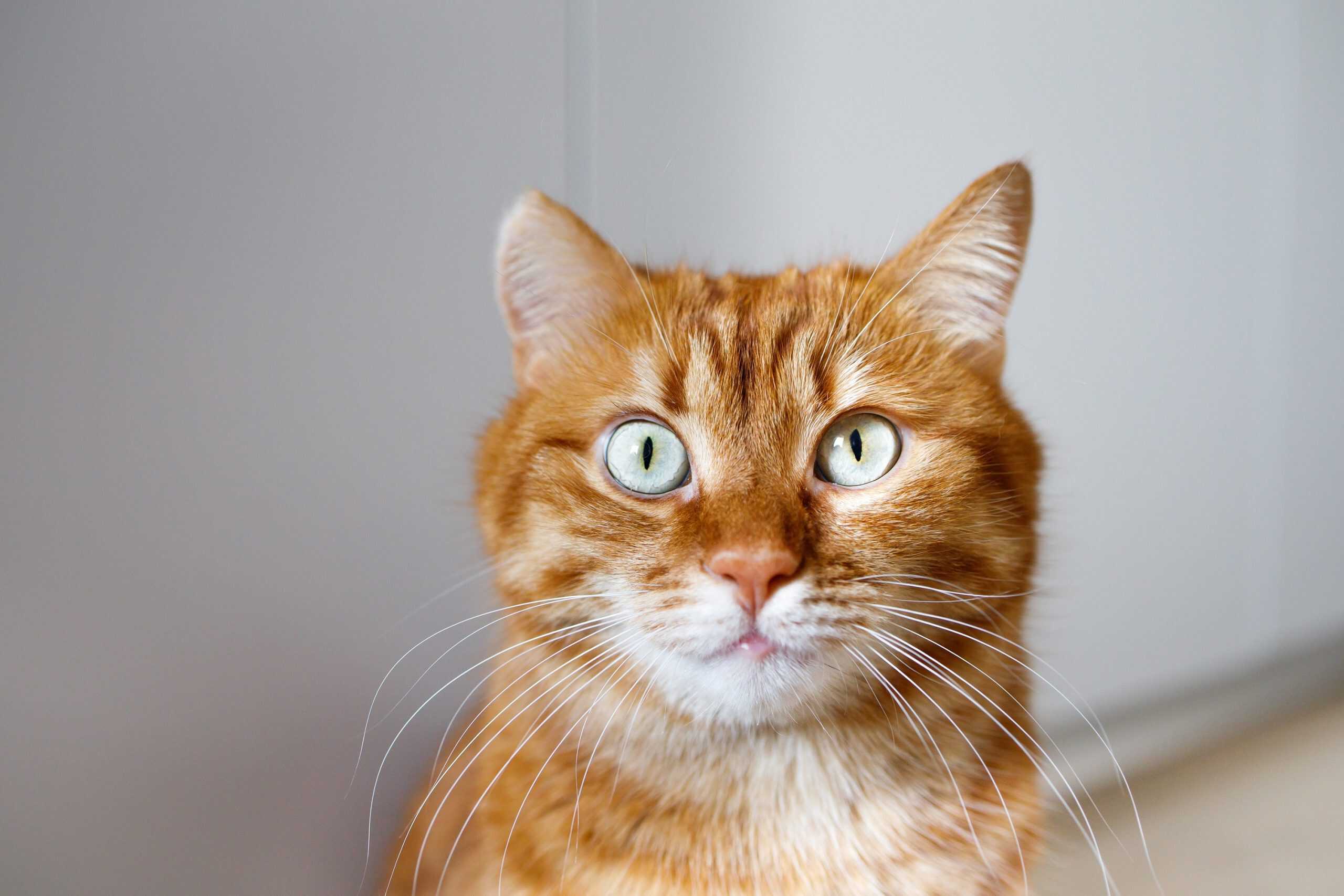 Quer saber como pets enxergam? Olho artificial terá visão de gato