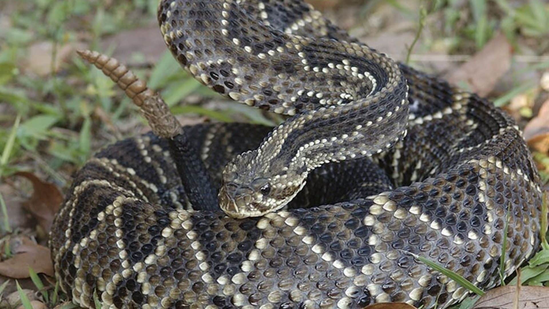 Os 5 animais peçonhentos mais perigosos do Brasil - Olhar Digital