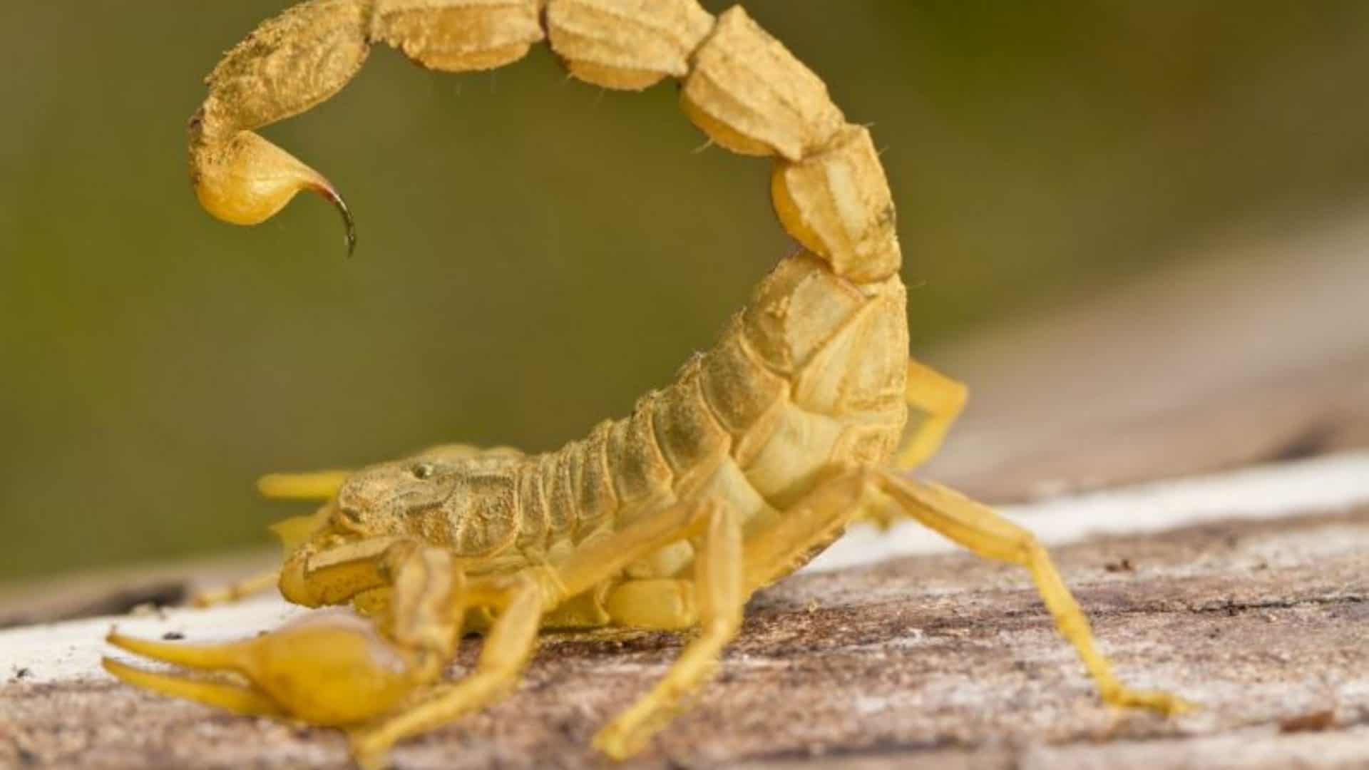Os 5 animais peçonhentos mais perigosos do Brasil - Olhar Digital