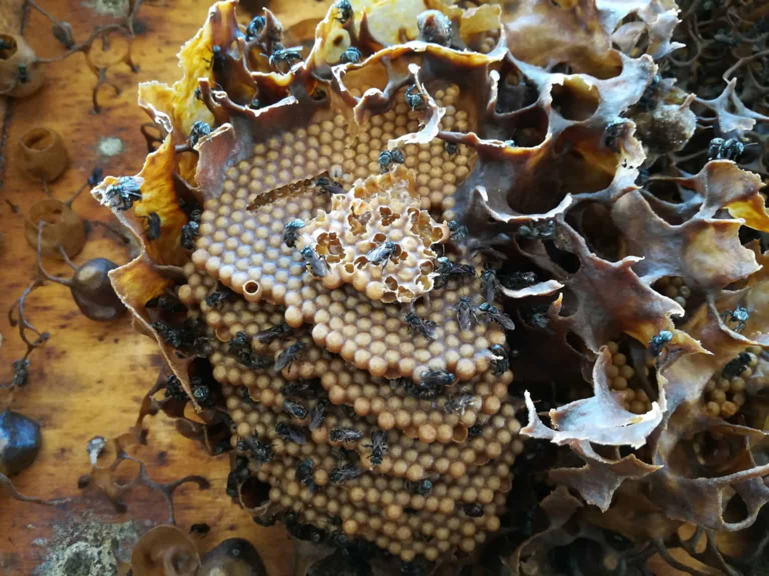 Tripofobia: conheça a fobia que vai arrepiar todos os pelos do seu corpo