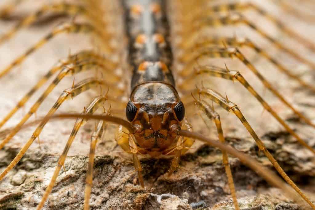 Veja como era a cabeça de uma centopeia gigante pré-histórica