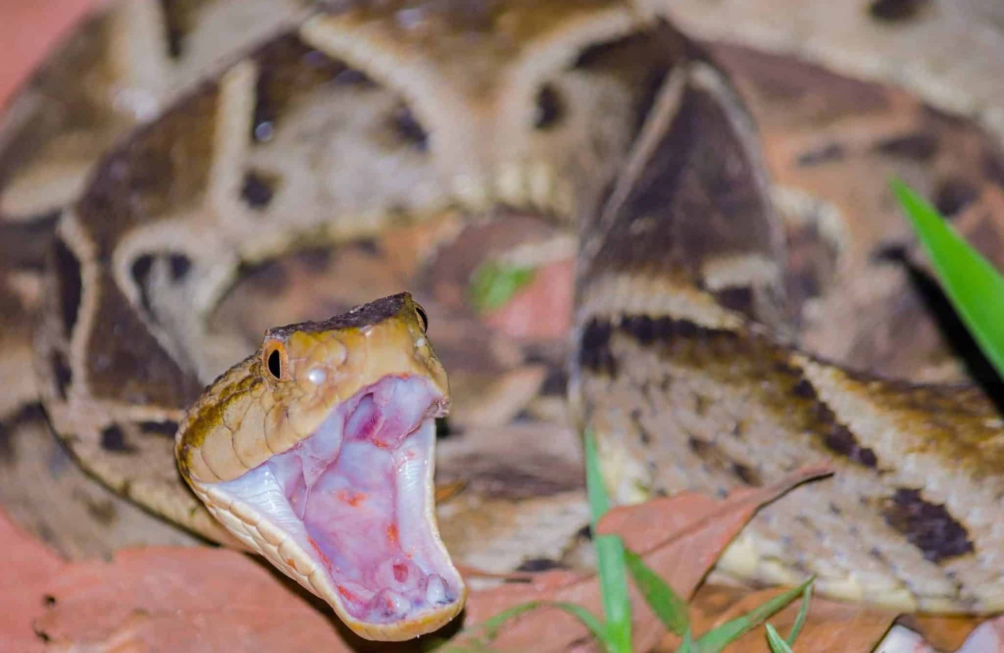 Quais são as serpentes mais peçonhentas do Brasil e onde elas vivem ...
