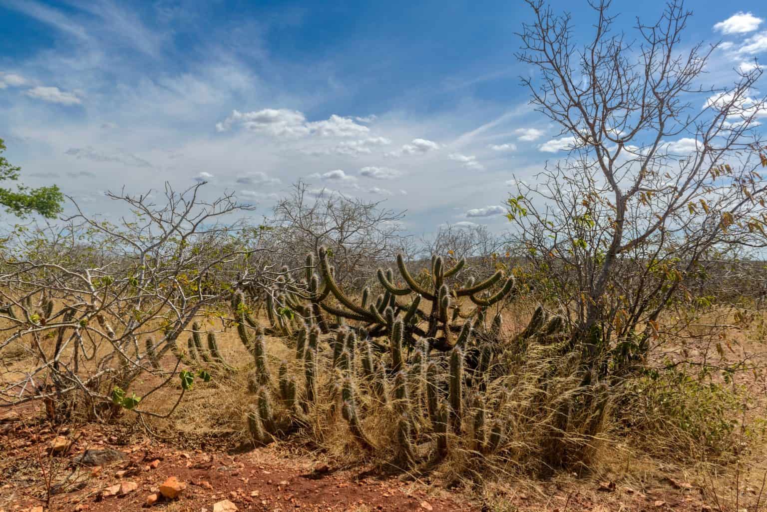 Governo quer recuperar 10 milhões de hectares da caatinga até 2045