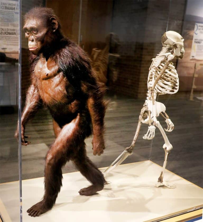 Lucy: 50 anos da descoberta que revolucionou a evolução humana