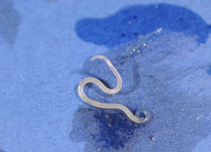 Parasita do sushi: conheça o verme que penetra o intestino humano
