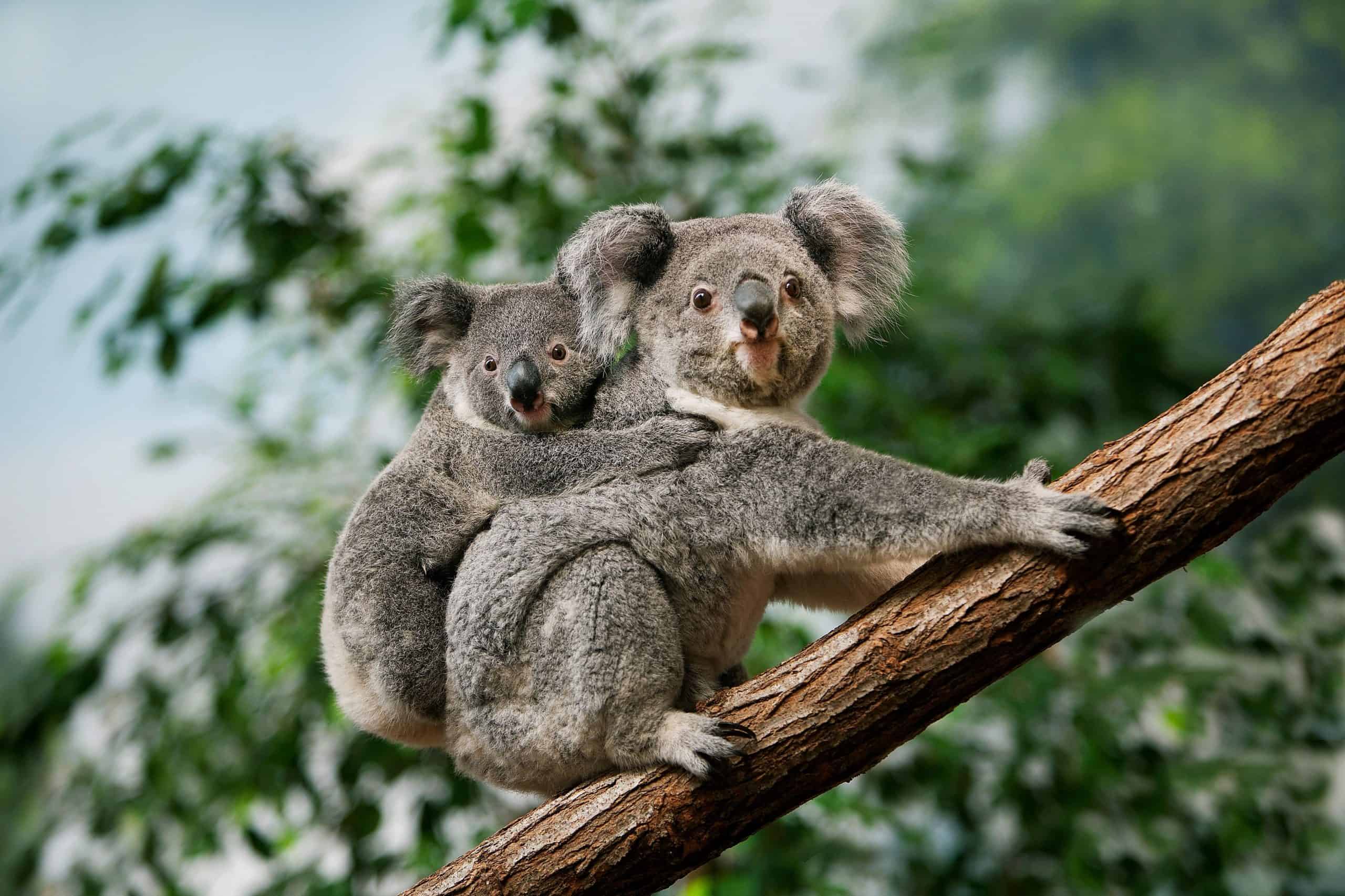 Por que a Austrália tem tantos animais bizarros? - Olhar Digital