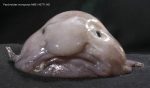 Peixe mais feio do mundo ganha prêmio na Oceania - Olhar Digital