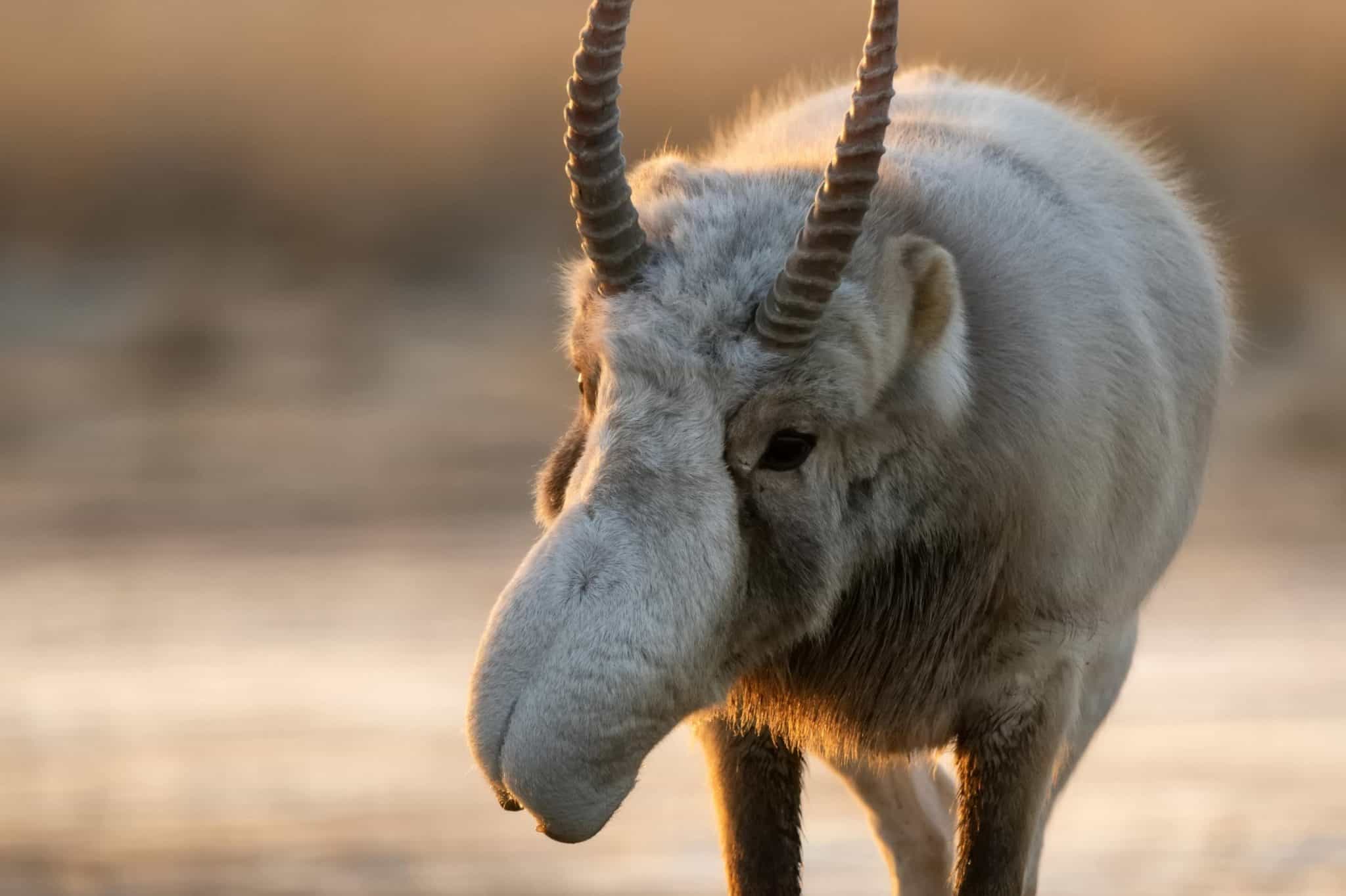 Quais são os 10 animais mais feios do mundo? Veja se você conhece algum ...