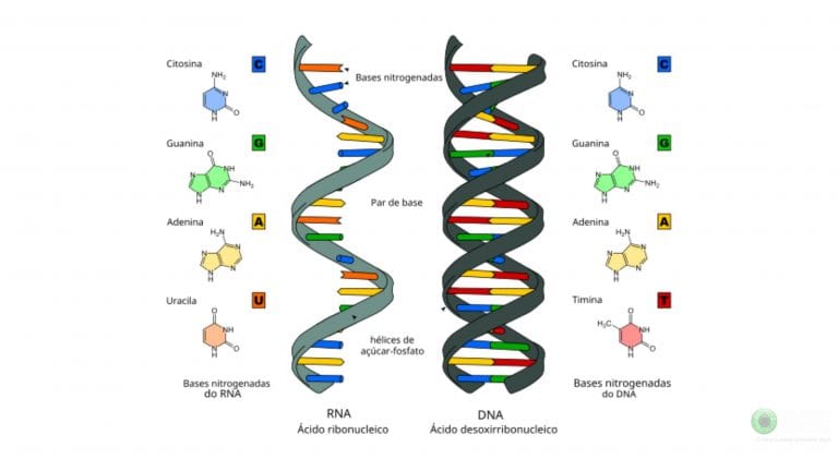 Qual a diferença entre RNA e DNA? Entenda as funções deles